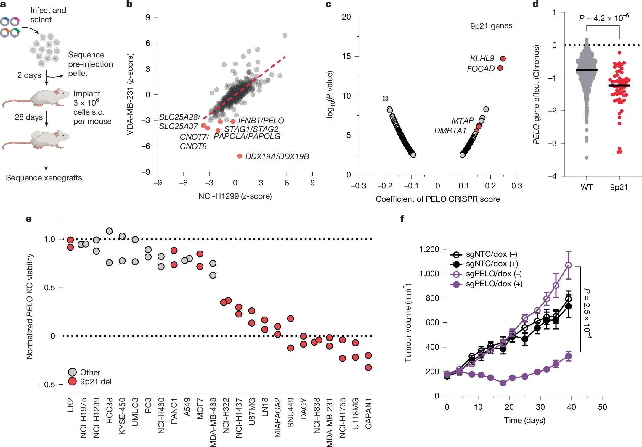 Harnessing Synthetic Lethality for Precision Oncology: A New Era in ...